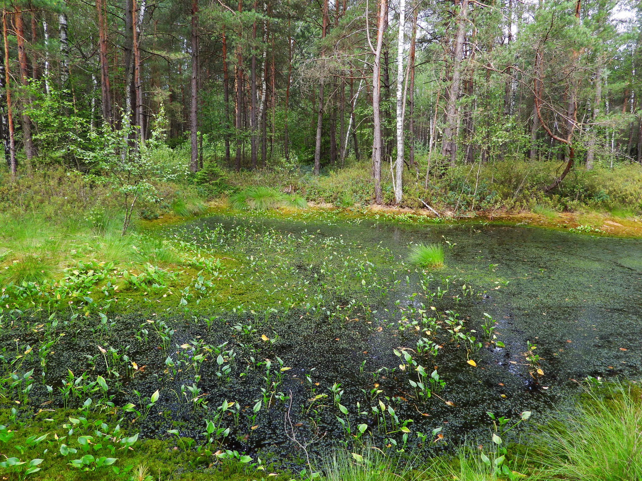 Pelkė | We love Lithuania